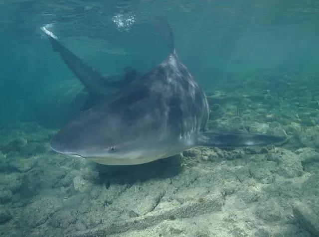 Best Places to Dive With Bull Sharks - NewsBreak