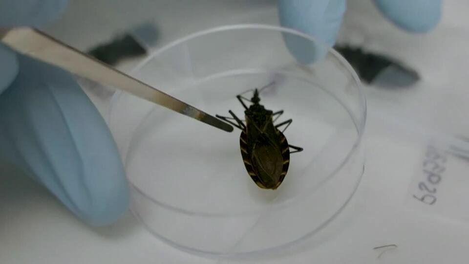 Kissing Bug Disease: What causes Chagas disease and how doctors are ...