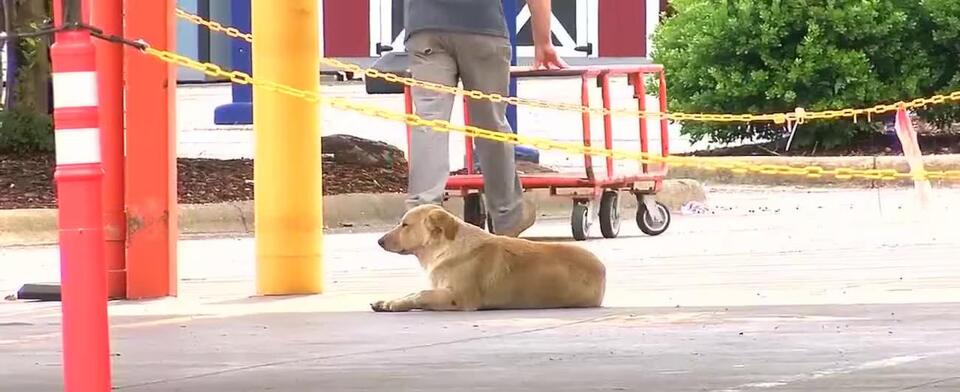 Sylacauga mayor not looking to harm dogs despite overpopulation - NewsBreak