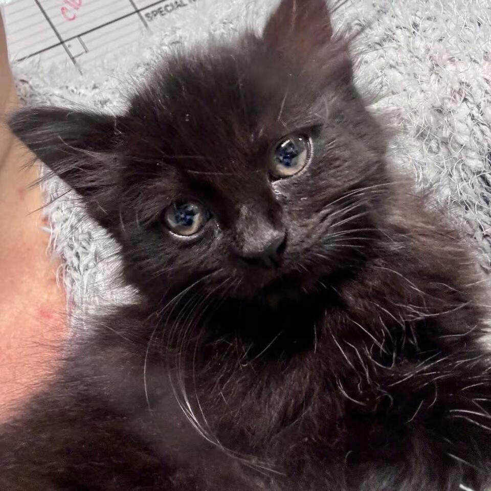 🐱 Playful & Sweet Cats Ready for Adoption in Rocky Mount - NewsBreak