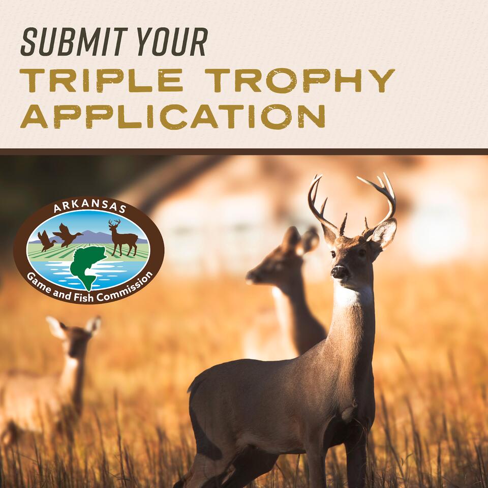 Apply for your 2025-26 deer season Triple Trophy Award - NewsBreak