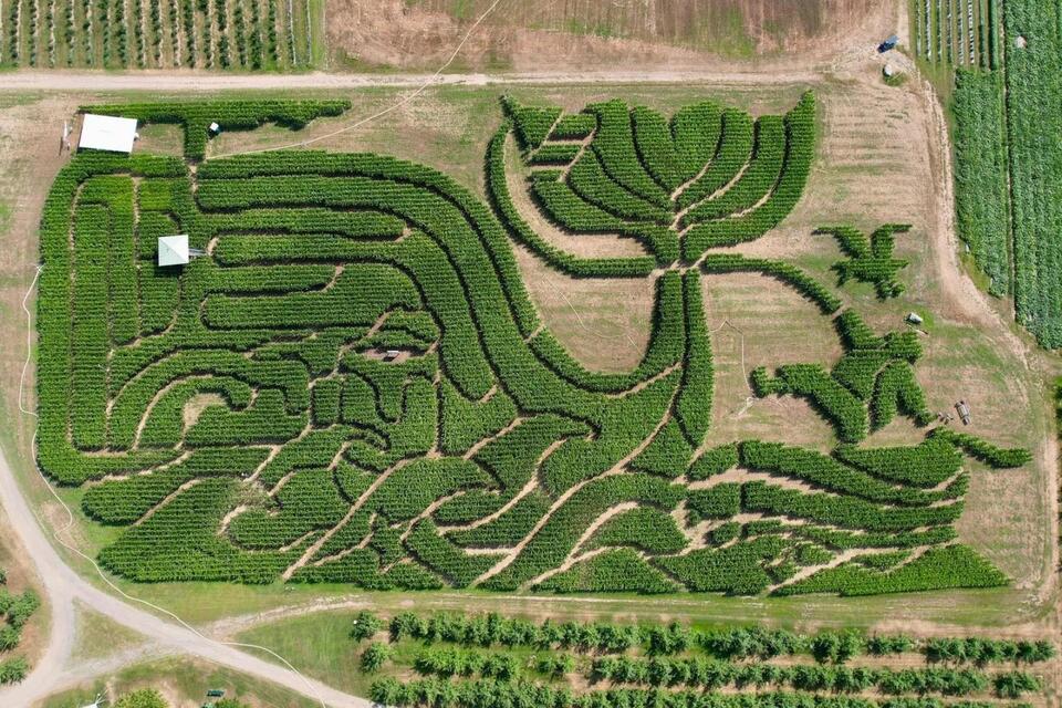 3 Must-Visit Maine Corn Mazes Opening in August - NewsBreak