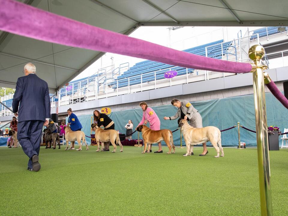 Early Addition: The People's Champ of the Westminster Dog Show