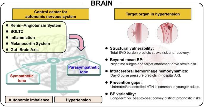 Brain and hypertension: from sympathetic outflow to brain-focused blood ...