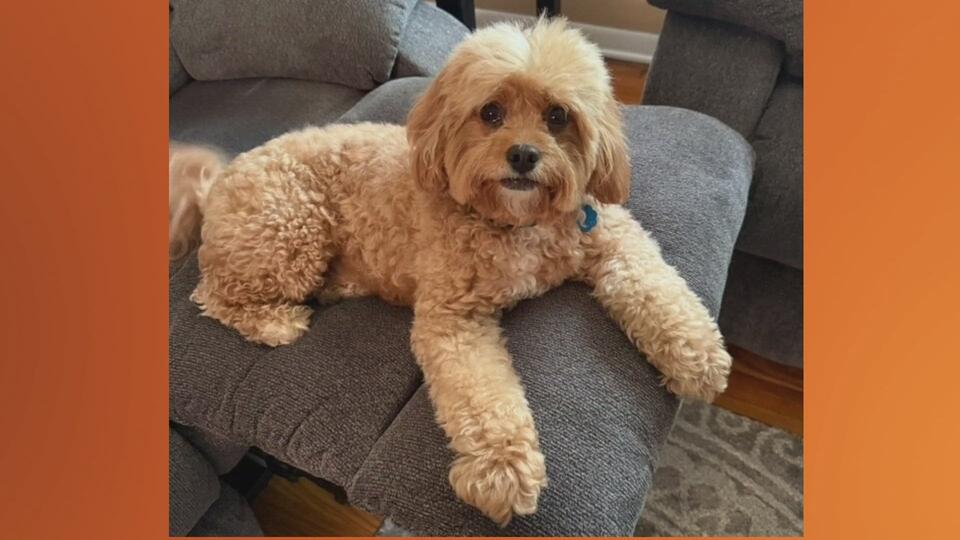 Doggone Weather in Northeast Ohio for October 7, 2025: Mason - NewsBreak