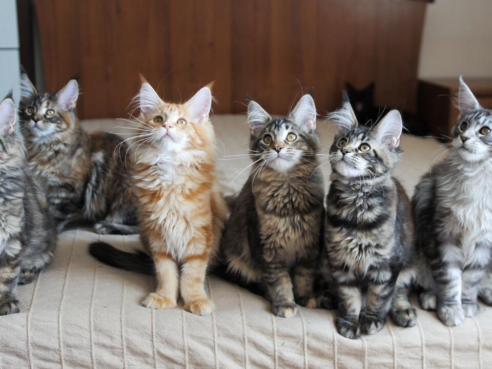 Adorable 'Sleepy Kitten Pile' Highlights How Tiny Maine Coons Are When ...
