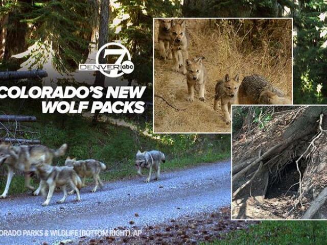 Colorado is now home to 3 new wolf packs with unknown number of pups ...