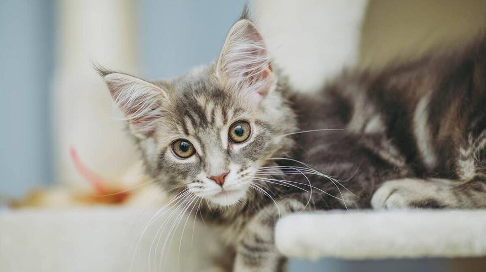 6 Cat Breeds That May Not Be the Best Match for Young Kids - NewsBreak