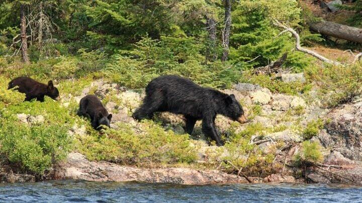 To keep out nosy bears, Forest Service extends food storage order in ...