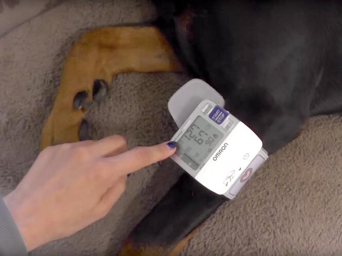 Understanding and Managing High Blood Pressure in Dogs