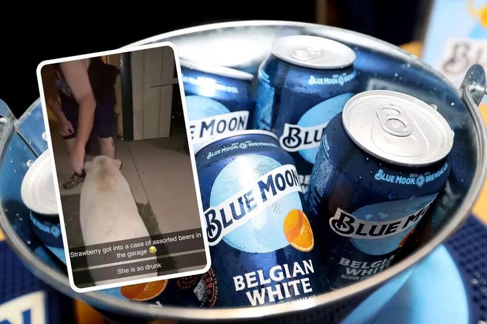 Pet Pig Found Drunk After Sneaking a 12-Pack [Watch] - NewsBreak