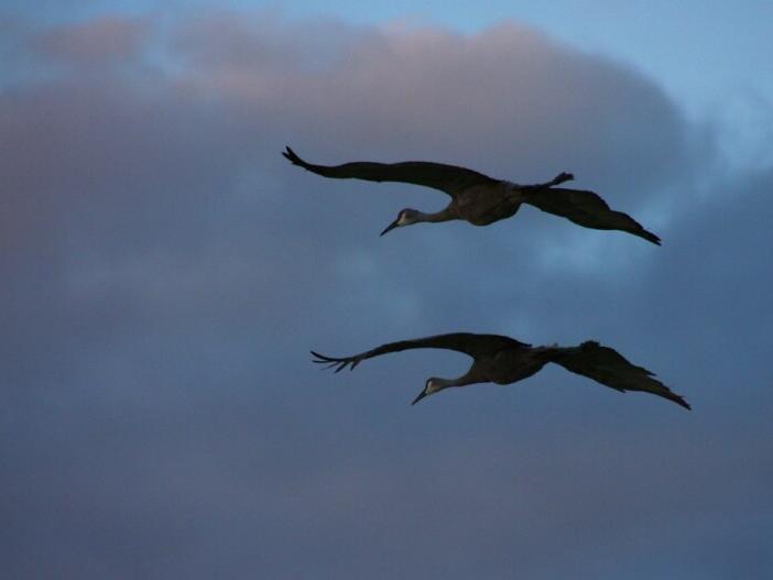 A beginner's guide to bird identification