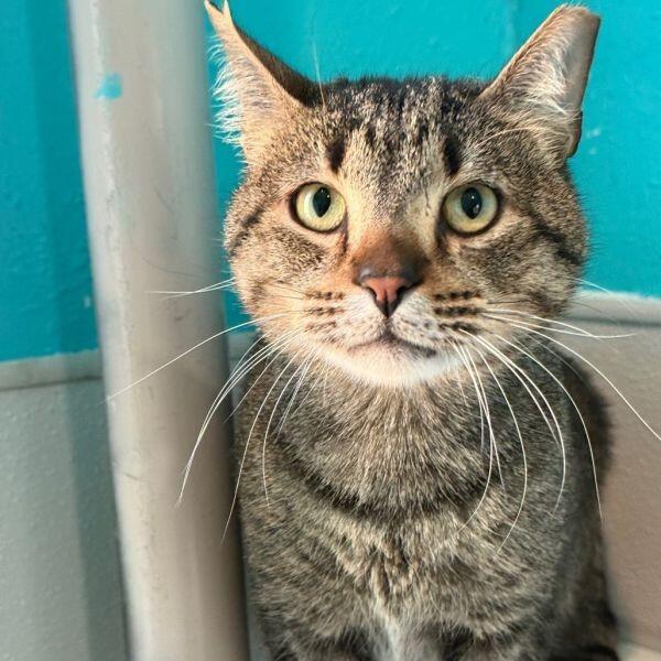 Open Your Homes and Hearts: The Cats Of West Des Moines, IA Need You ...