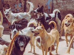 First English Settlers In North America Had To Eat Dogs To Stay Alive