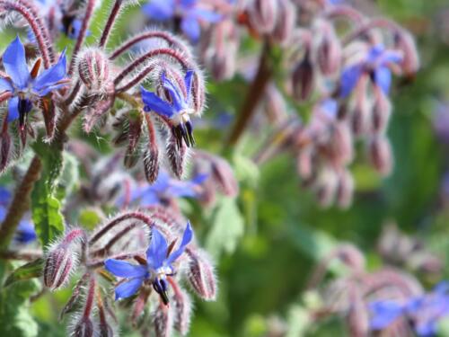 Why You Should Grow Borage: Its Benefits and How to Use It