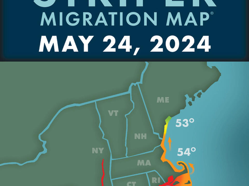 Striper Migration Map- May 24, 2024 Striper Migration Map- May 24, 2024