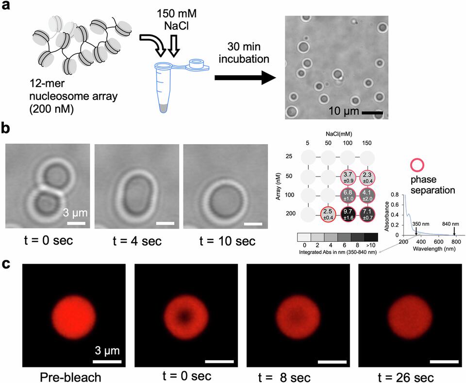 Roles of histone chaperone Nap1 and histone acetylation in regulating ...