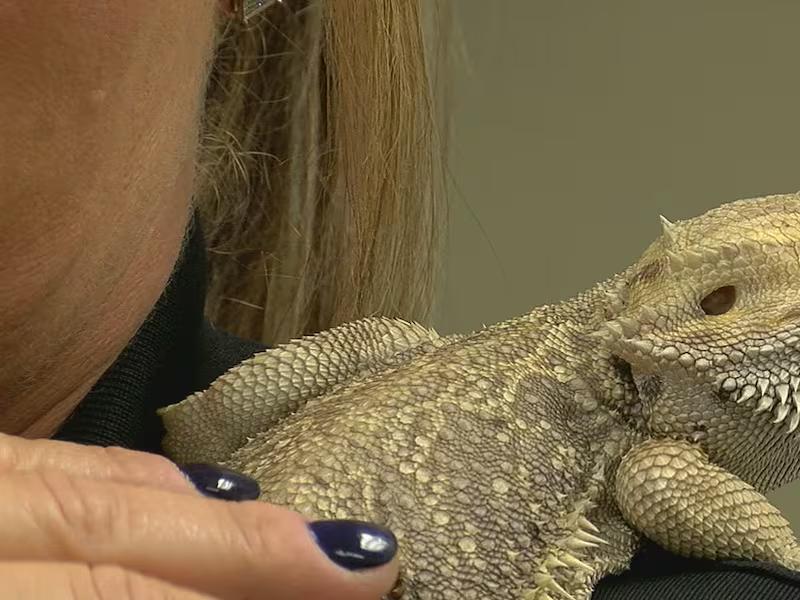 How not to train your dragon: Jonesboro Animal Service rescues bearded ...