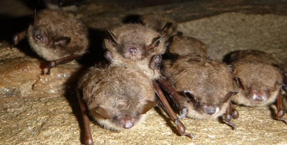 NCWRC: Homeowners should prepare for bat roosting season now - NewsBreak