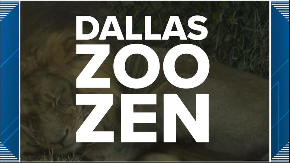 Zoo Zen | Taking a look at the animals at the Dallas Zoo - NewsBreak