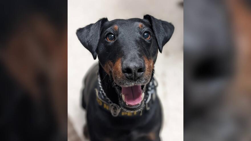 Milwaukee VA celebrates retirement of police dog 'Atilla' after 9 years ...