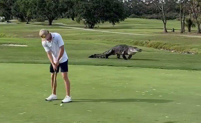 Monstrous Alligator Stalks Florida Golfer In Wild Scene Out Of The ...