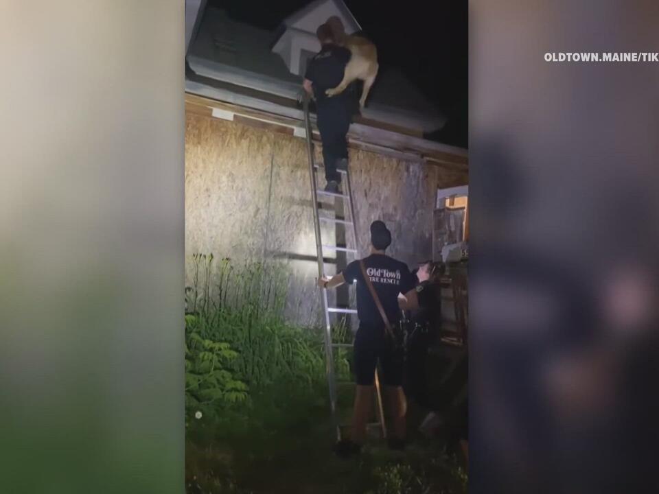 Dog gets stuck on roof in Old Town