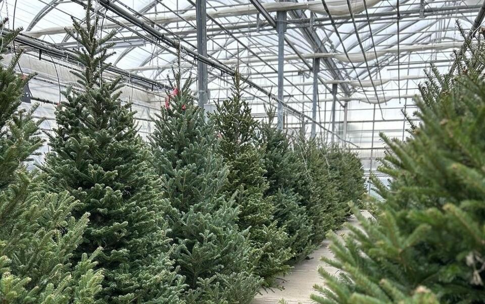 This Christmas Tree Farm is Doing Something Weird With Their Trees… And ...