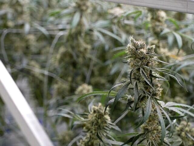 Ohio GOP backtracks on restricting recreational marijuana - NewsBreak