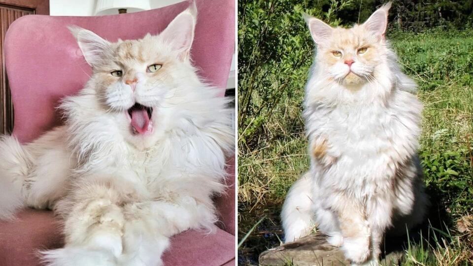 Internet Falls In Love With A Minnesota Maine Coon Cat That Looks ...