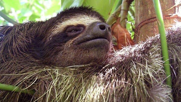 Meet the Pygmy Three-Toed Sloth The World’s Slowest Endangered Animal ...
