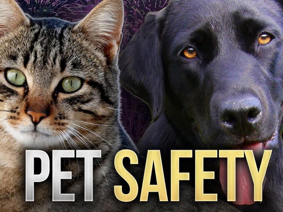 Safety first: Tips from experts on keeping your pet safe
