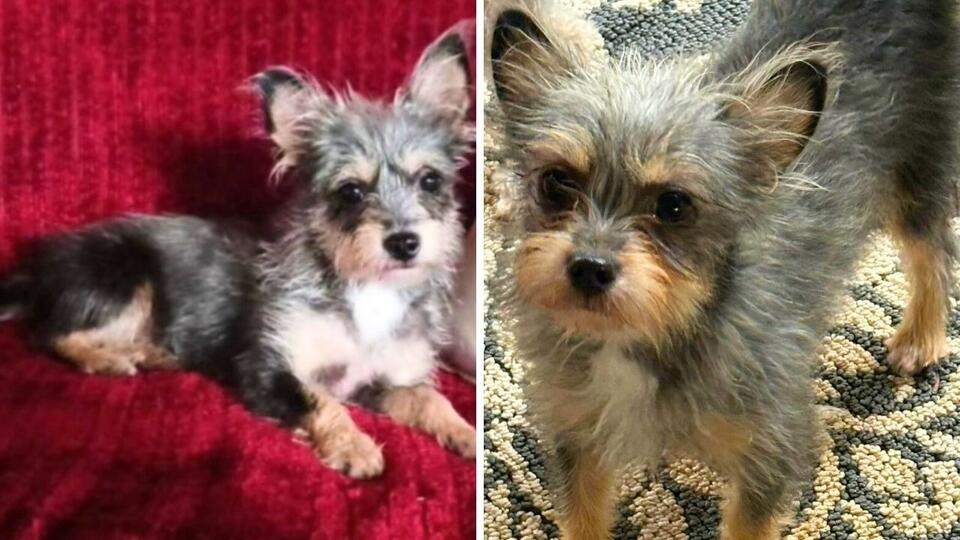 Meet The 7lb Tiny Dog Looking For Love - NewsBreak