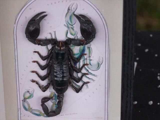 Ew or Awe? The fascinating world of insect art - NewsBreak