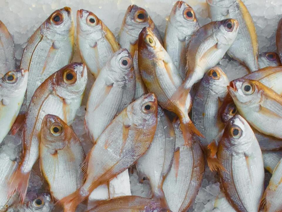 9 Invasive Fish Species Threatening Texas Waters You Need to Identify ...
