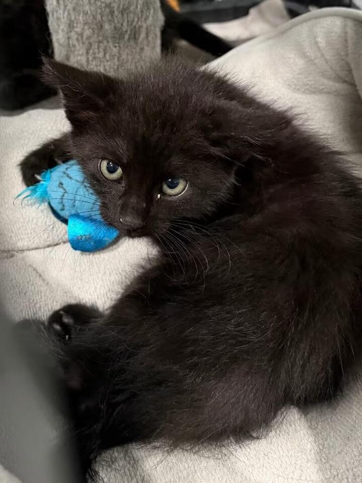 🐱 Playful Kittens Ready for Adoption in Brookhaven, MS - NewsBreak