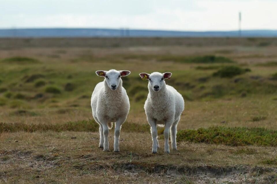 The Ethics of Animal Cloning for Conservation Purposes - NewsBreak