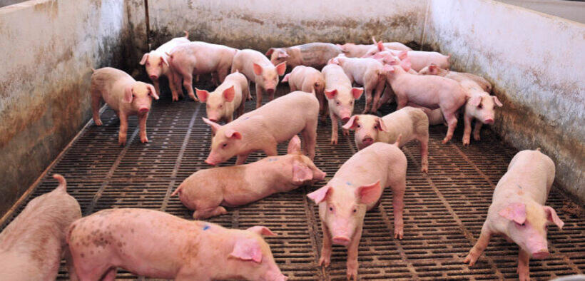 Deadly swine virus nears Puerto Rico – here’s how to help keep it out ...
