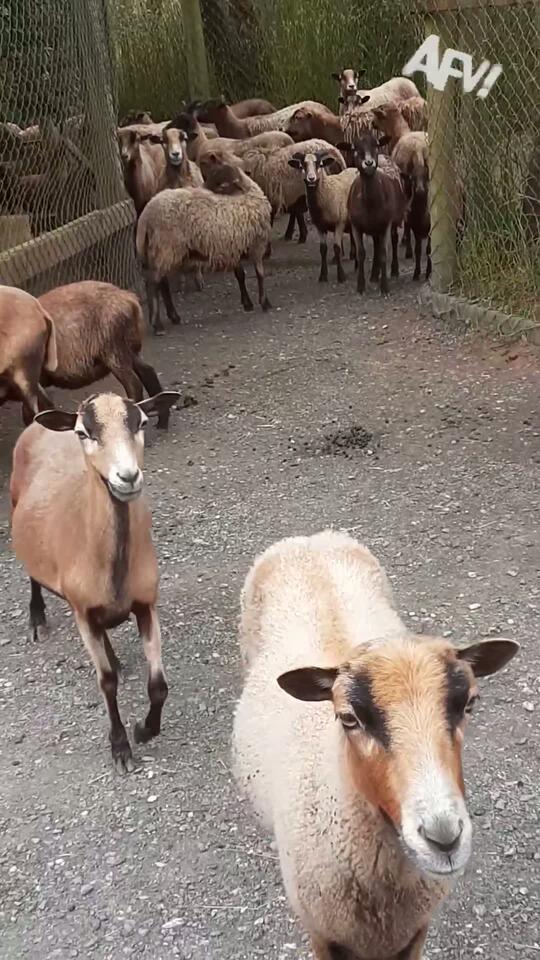 Think thats goat for GET OFF MY LAWN afv goats funnyvideos - NewsBreak