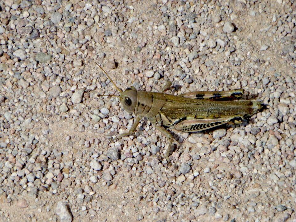 The Fall Bug Invasion North Dakotans Need to Know About - NewsBreak