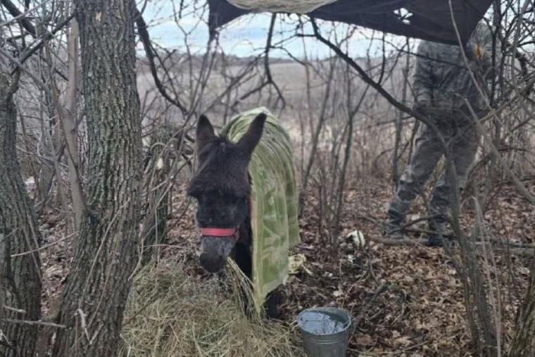 Russia forced to use donkeys to bring ammunition to Putin’s troops in ...