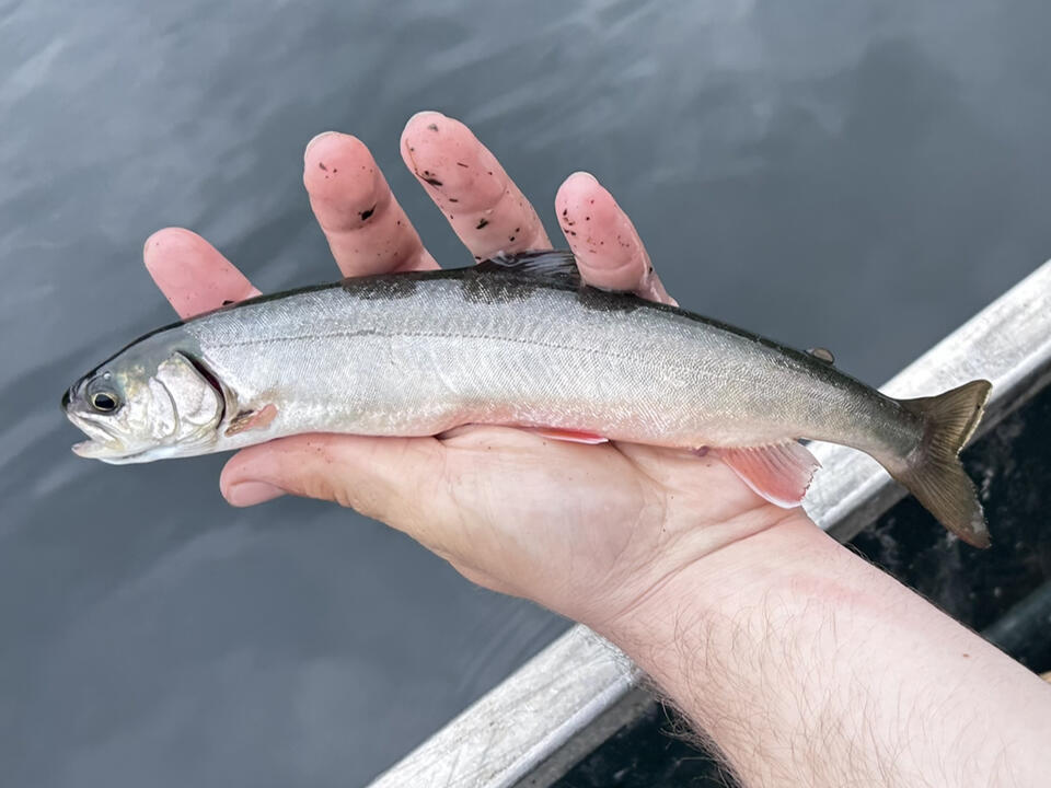 I caught an extremely rare Maine Arctic Char!