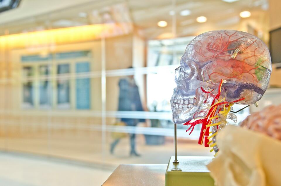 The Human Brain Can Adapt and Change Throughout Life: It’s Never Too ...