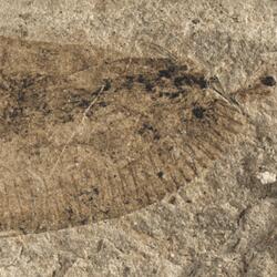 165-Million-Year-Old Fossil Is New Species Of Ancient Parasite. Did It ...