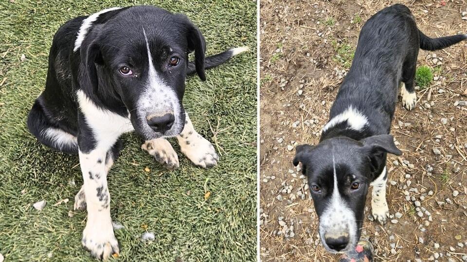 Meet Lucy Lemon: A Sweet Young Puppy Who Was Rescued Alongside Sibling ...