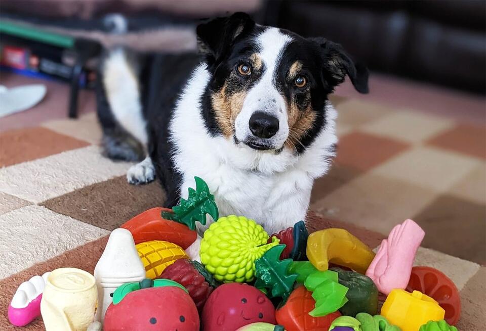 Rare group of dogs can learn words by eavesdropping - NewsBreak
