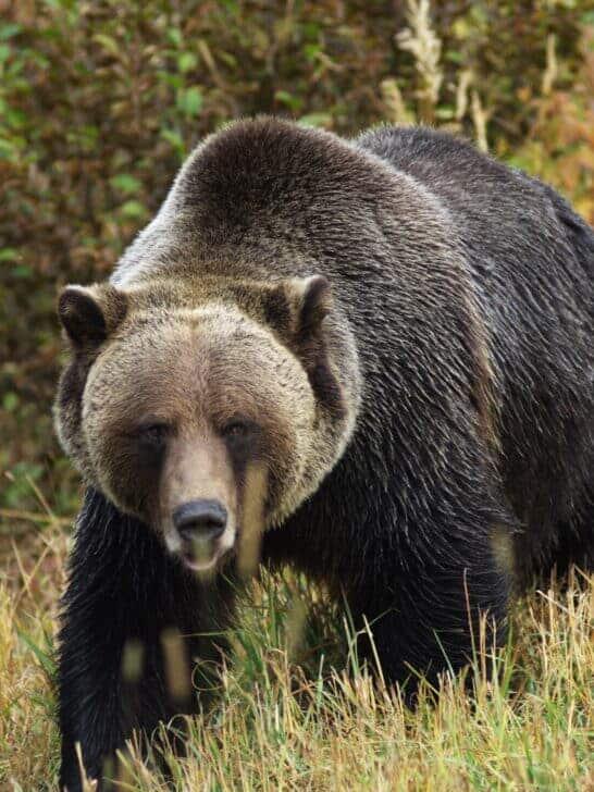 12 Grizzly Bear Facts That Will Leave You in Awe - NewsBreak