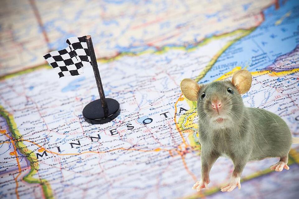 Minnesota City Tops 2023 List Of ‘Rat Infested Cities’ - NewsBreak