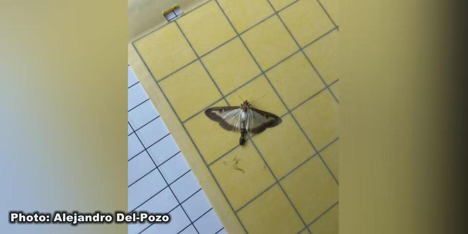 Invasive Box Tree Moth spotted in Virginia - NewsBreak