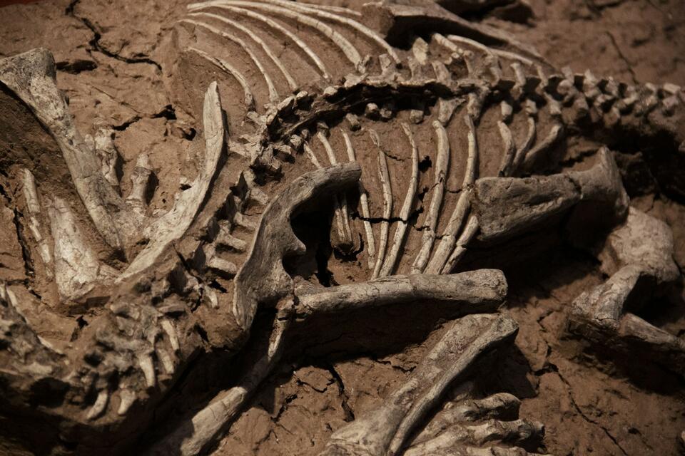 The Unexpected Body Plans That Stumped Scientists - NewsBreak